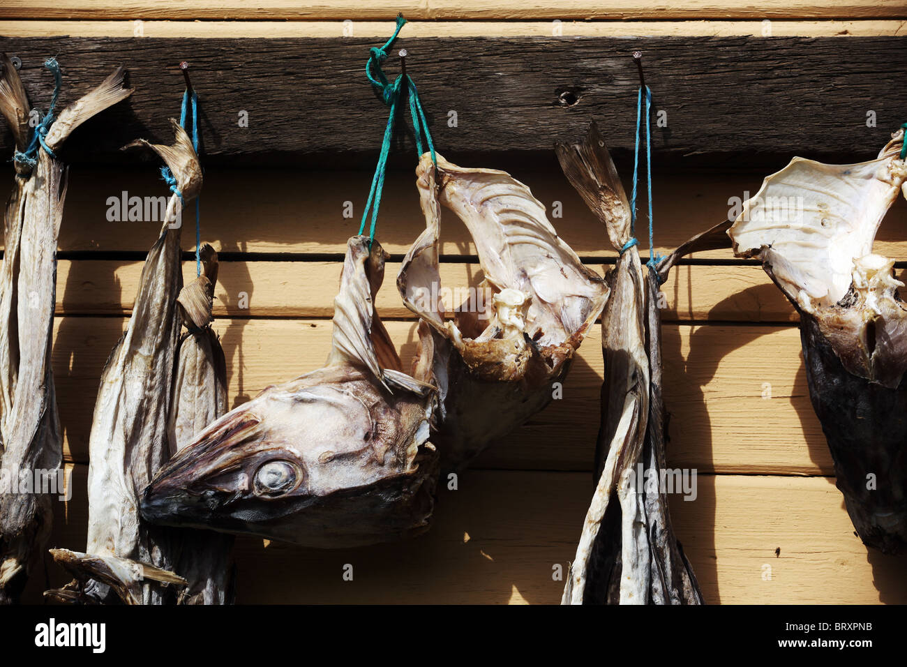 HEADS OF DRIED COD, GRENEVIK IN THE AREA AROUND AKUREYRI, NORTHERN ...