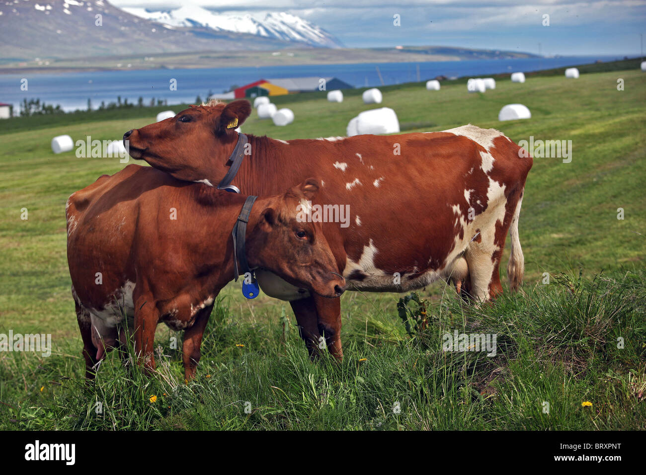 ICELANDIC COW IN THE AREA AROUND AKUREYRI, NORTHERN ICELAND, EUROPE ...