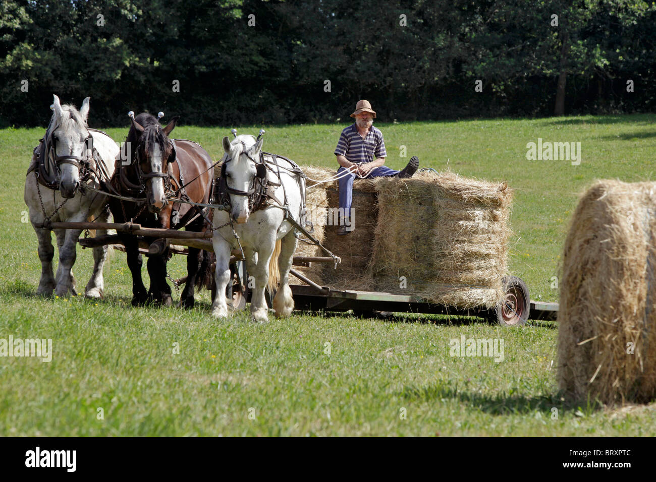COLLECTING HAY BALES, WORKING IN THE FIELDS WITH A HARNESSED TEAM OF ...