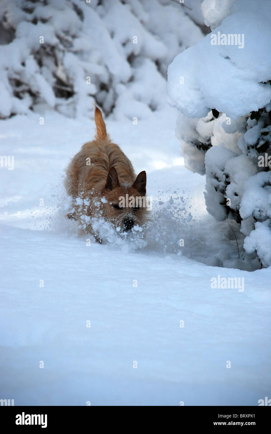 Dog running through snow Stock Photo - Alamy