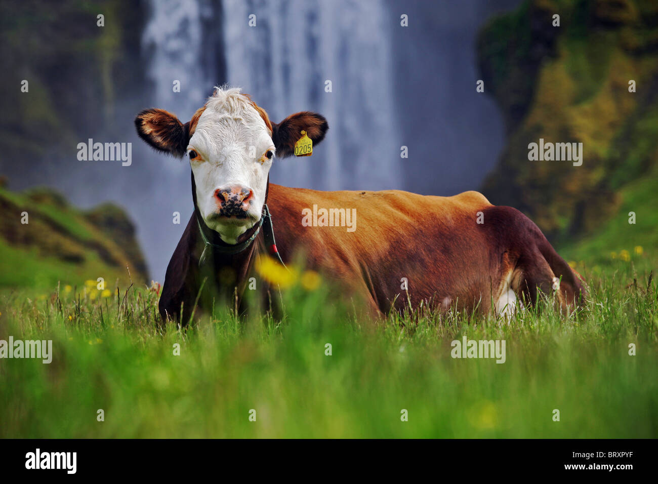 ICELANDIC COW WITH THE SELJALANDSFOSS WATERFALL IN THE BACKGROUND ...