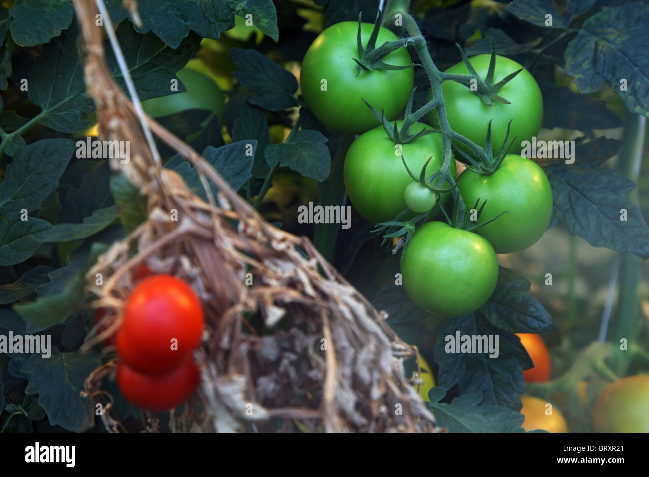 Iceland vegetable production hi-res stock photography and images - Alamy