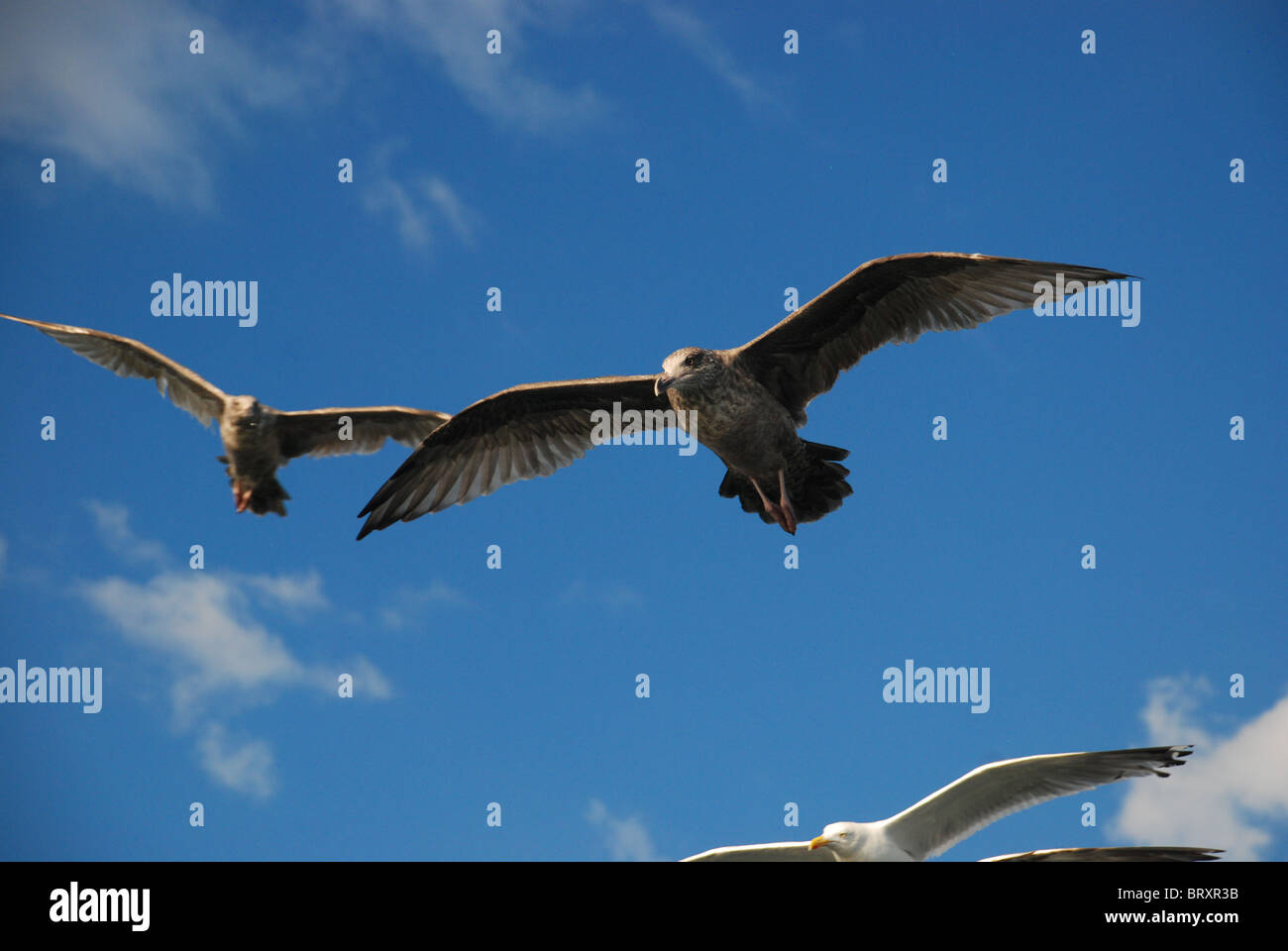 Young Seagull flying behind a New England fishing boat Stock Photo - Alamy