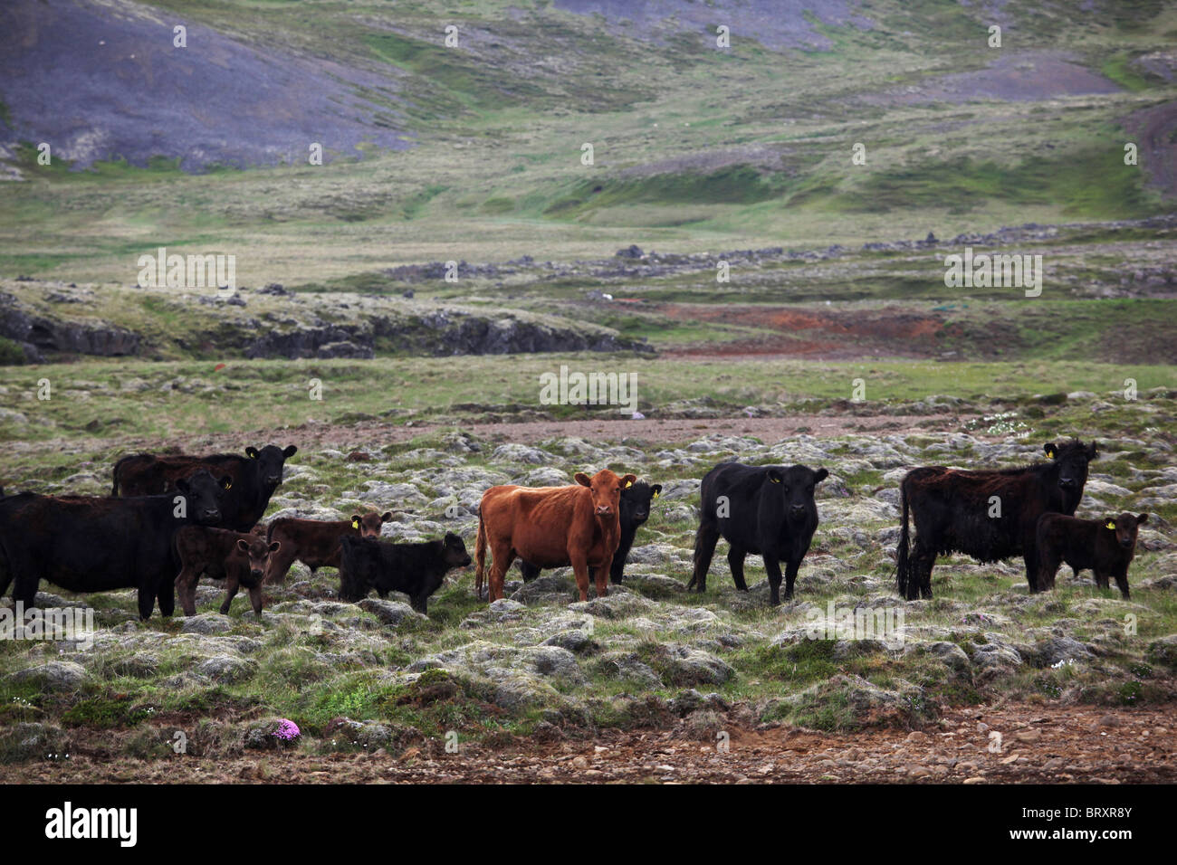 ICELANDIC COW IN THE AREA AROUND ELDBORGARHRAUN, ROUTE 54 TO BORGANES ...