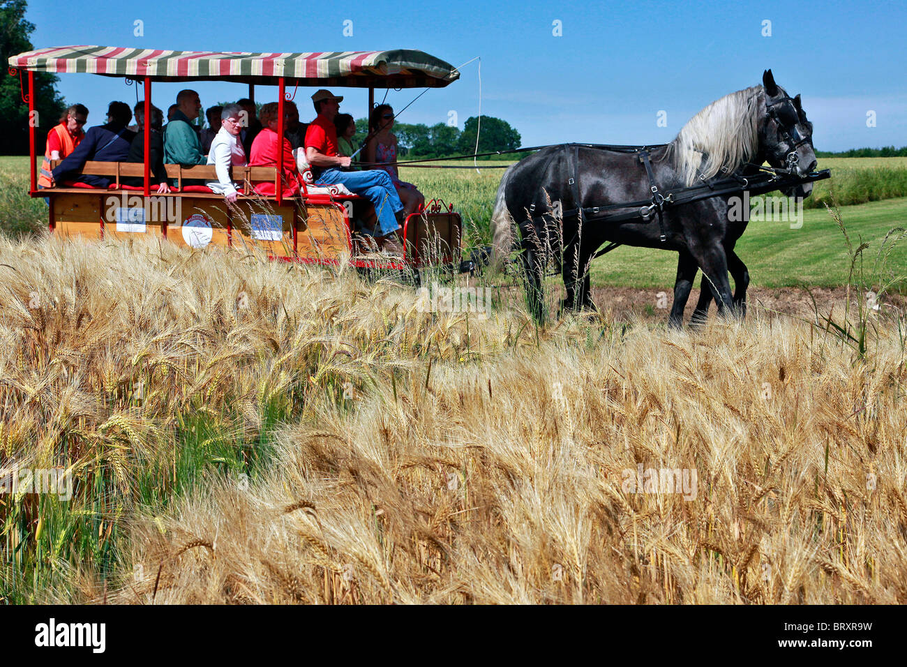 Percheron Horses France High Resolution Stock Photography and Images ...
