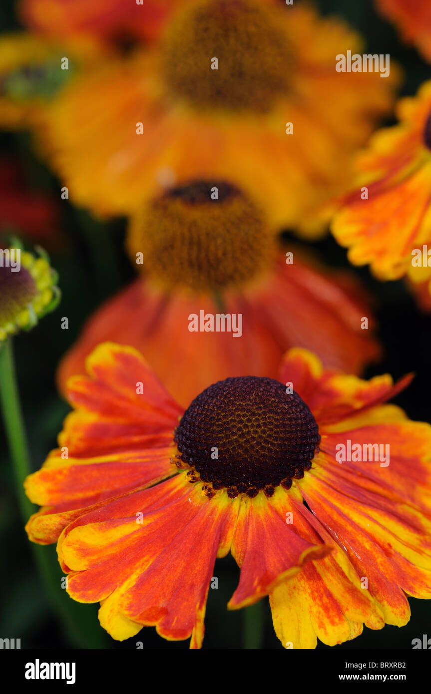 HELENIUM WALDTRAUT Helen's flower Sneezeweed closeup close up macro ...
