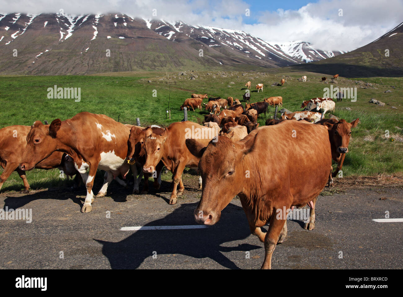 ICELANDIC CATTLE FARMERS WITH ICELANDIC COWS IN THE AREA AROUND ...