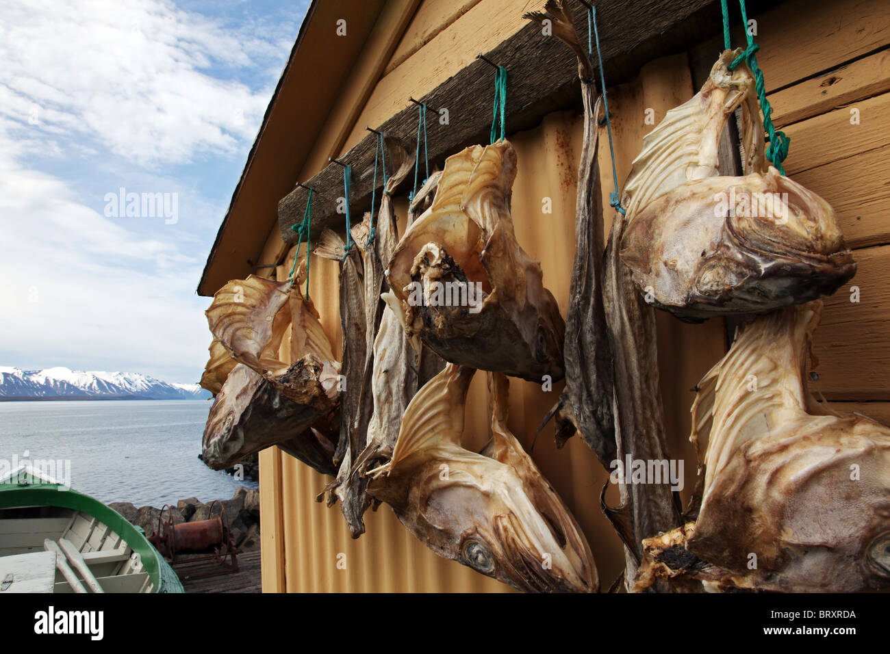 HEADS OF DRIED COD, GRENEVIK IN THE AREA AROUND AKUREYRI, NORTHERN ...