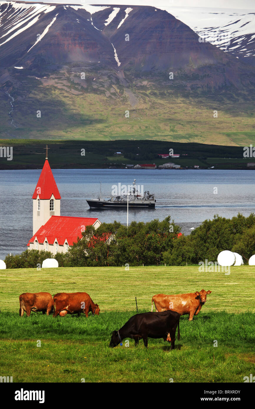 REGION OF AKUREYRI, NORTHERN ICELAND, ICELANDIC COW IN FRONT OF A ...