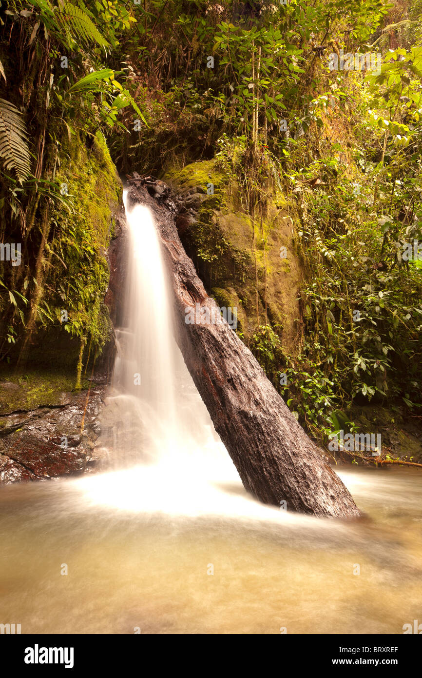 Waterfall in mindo cloud forest hi-res stock photography and images - Alamy