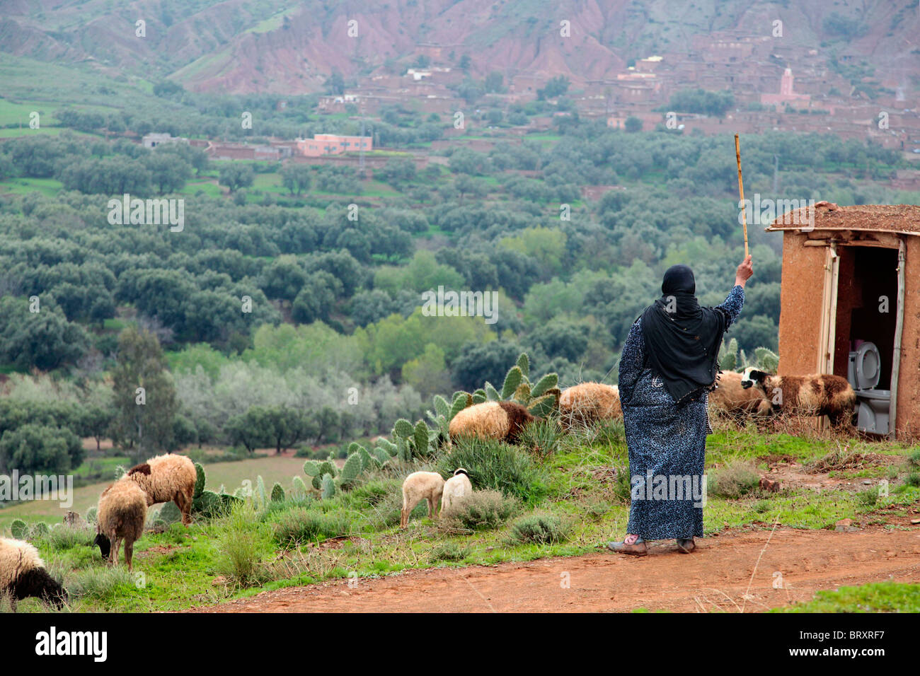 BERBER SHEPHERDESS WITH HER FLOCK OF SHEEP ON THE HILLS OF TERRES D ...