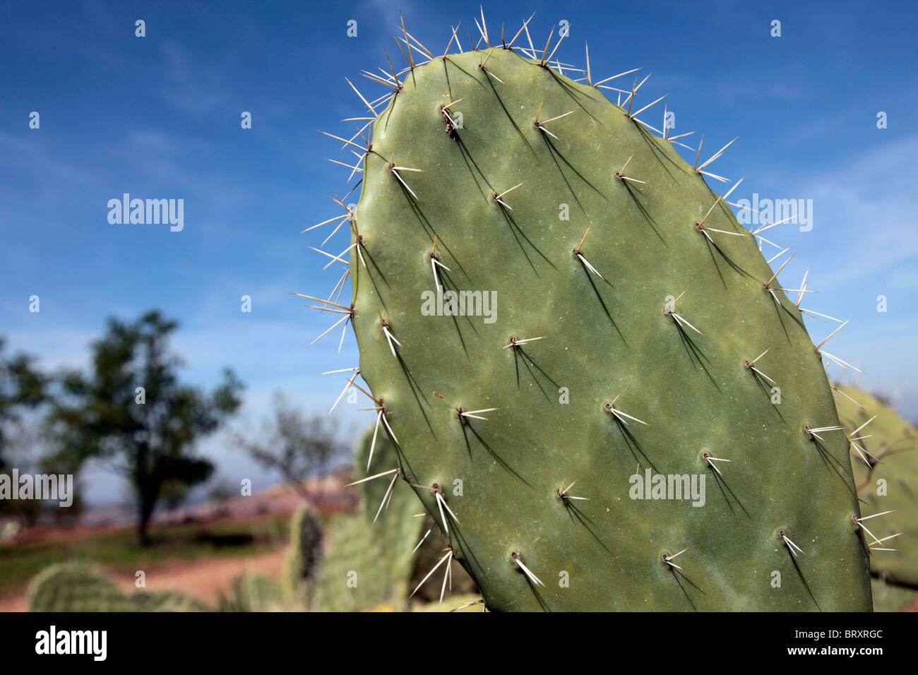 Cladode hi-res stock photography and images - Alamy