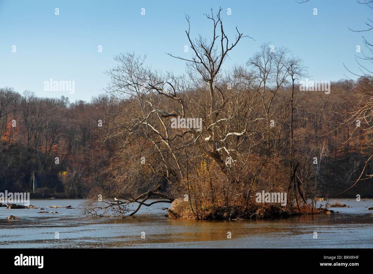 A sycamore tree grows on a small island in the Potomac River, below the ...