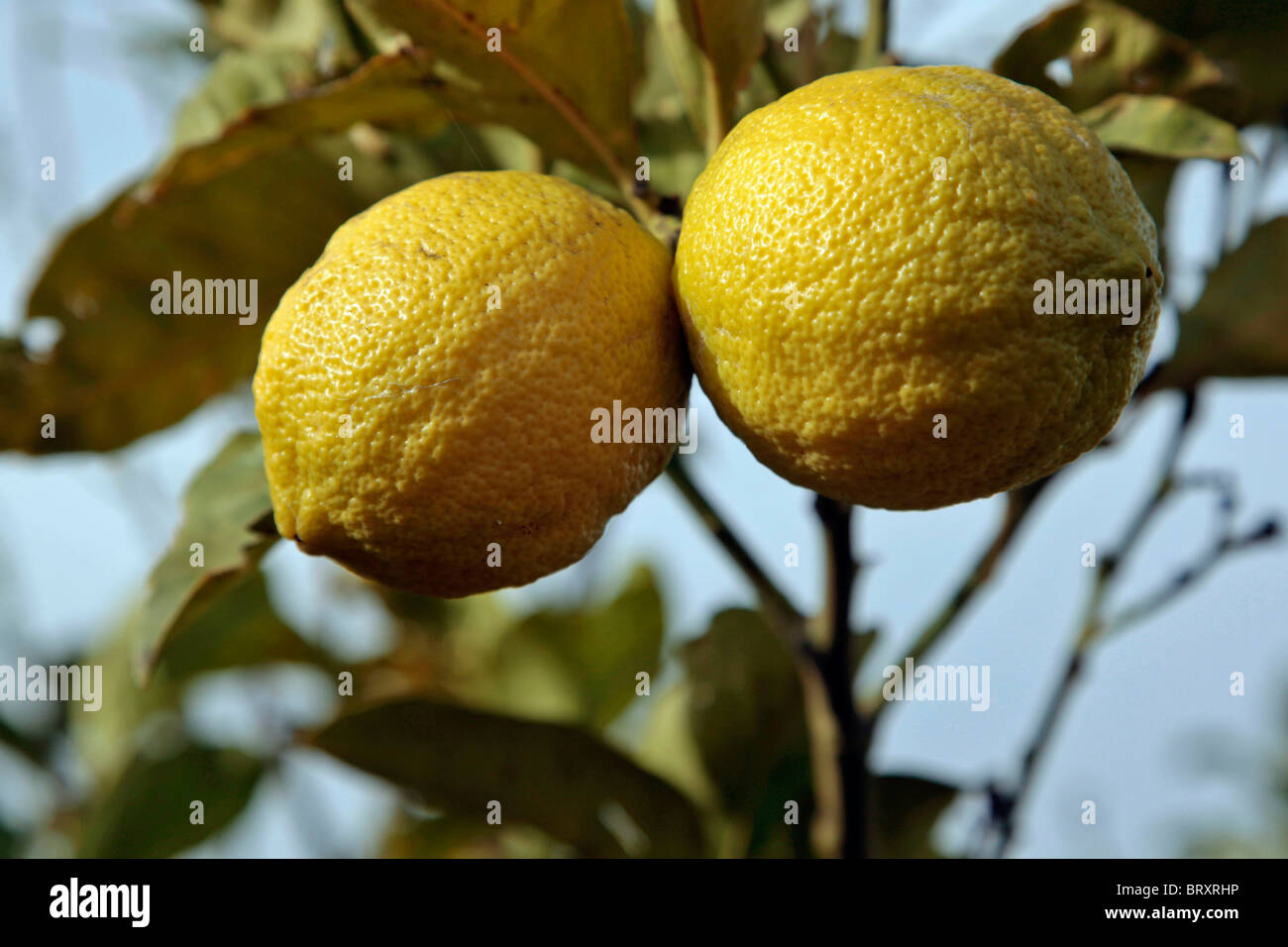 LEMON TREE, TERRE D'AMANAR, TAHANAOUTE, AL HAOUZ, MOROCCO Stock Photo ...