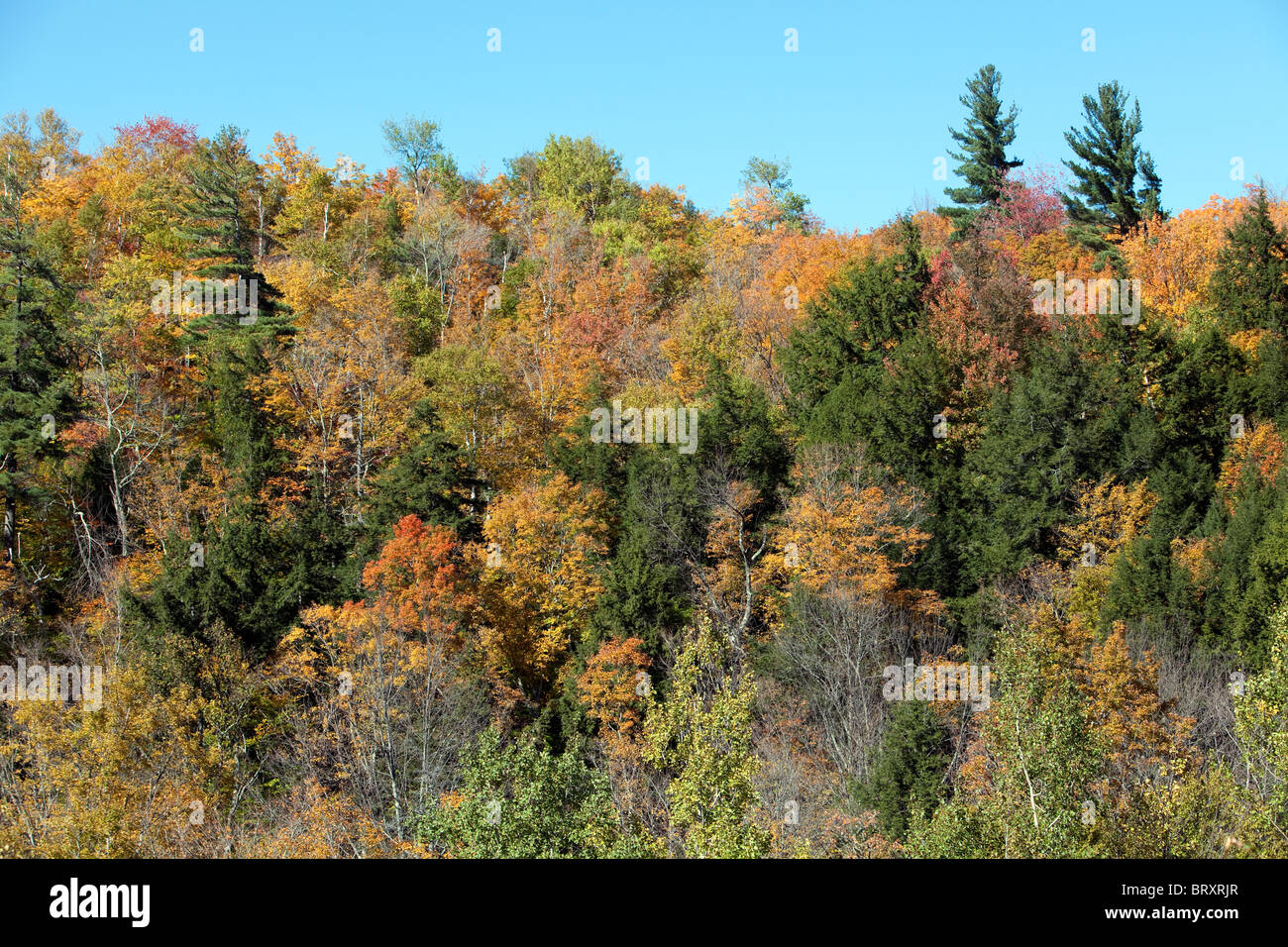 Fall autumn foliage Stock Photo - Alamy