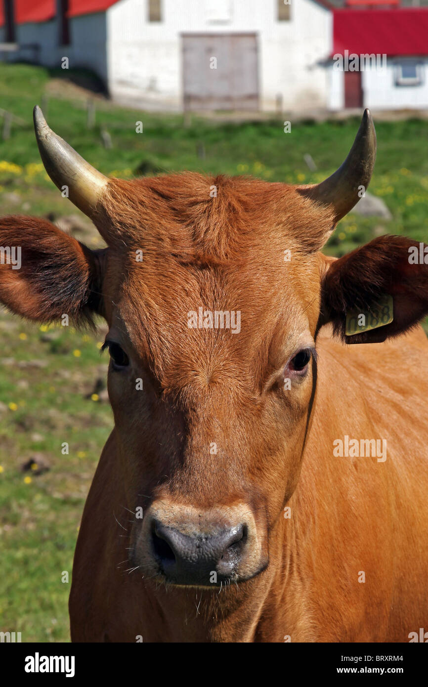 ICELANDIC COW NEAR DJUPIVOGUR, FJORD IN EASTERN ICELAND, EUROPE ...