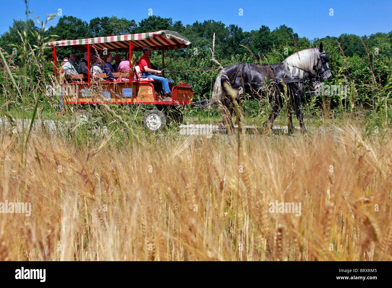 PERCHERON HORSES, PERCHE, FRANCE Stock Photo - Alamy