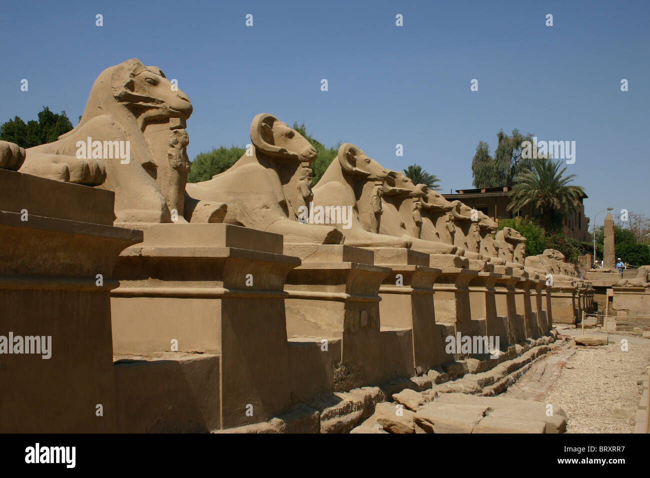 Avenue of Criosphinxes ( ram headed , lion body ) of Ramses ll at ...