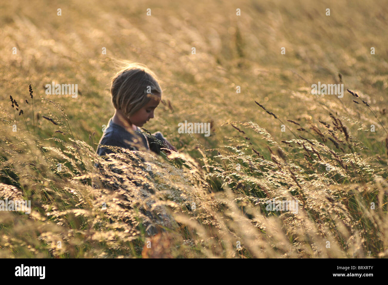 LITTLE GIRL IN A WHEAT FIELD, SOMME (80), PICARDY, FRANCE Stock Photo ...