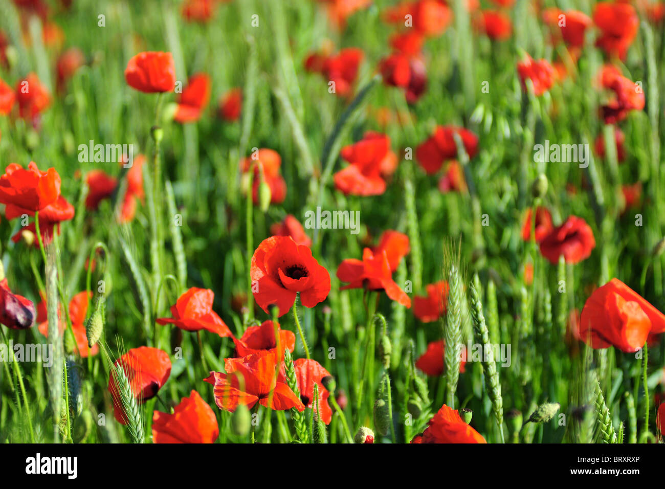 POPPY, SOMME (80), PICARDY, FRANCE Stock Photo - Alamy
