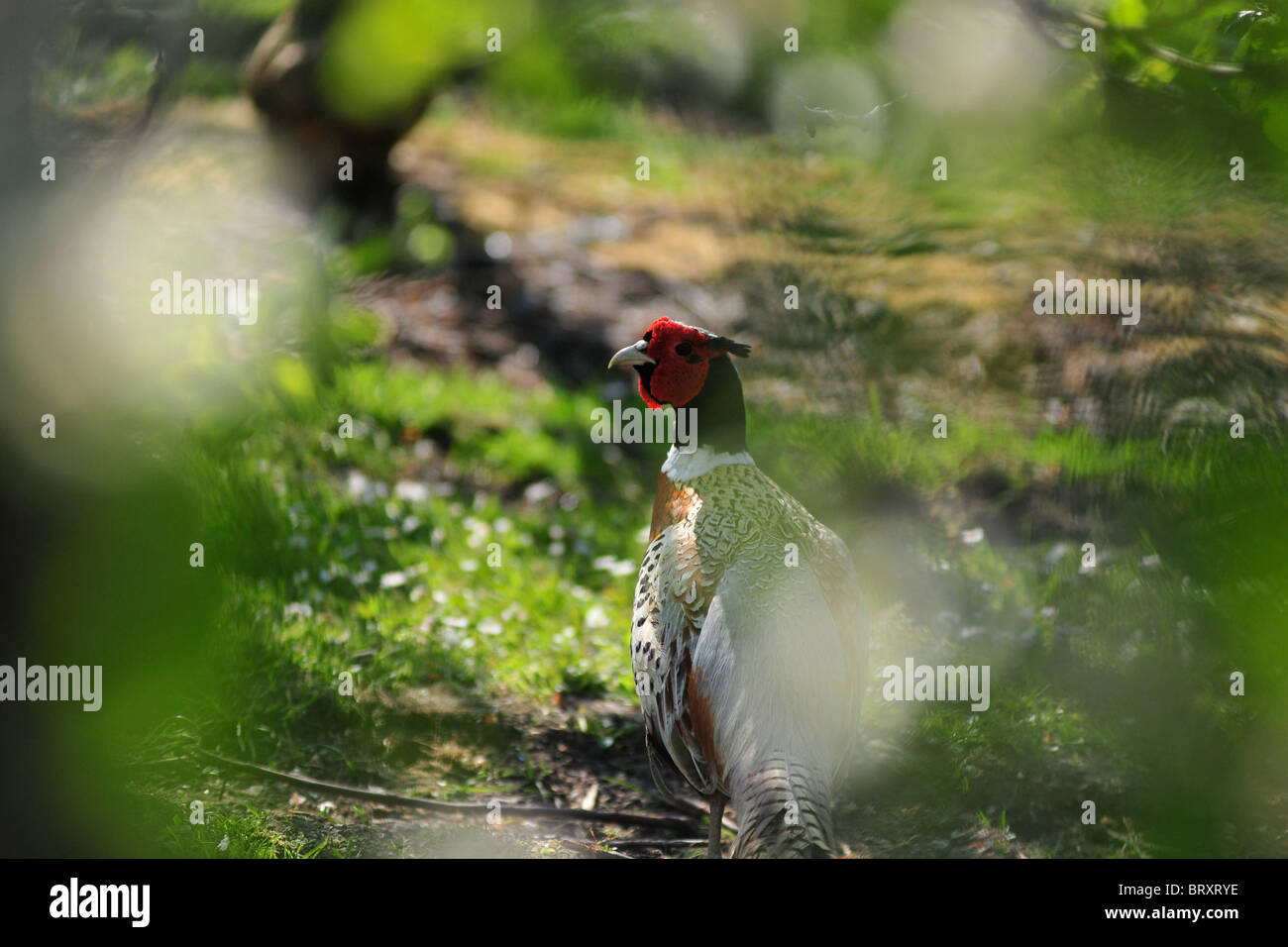 PHEASANT, SOMME (80), PICARDY, FRANCE Stock Photo - Alamy