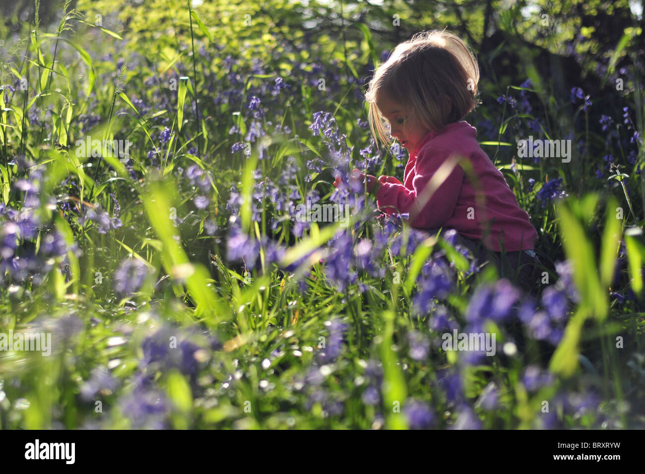 LITTLE GIRL WALKING IN THE WOODS, SOMME (80), PICARDY, FRANCE Stock ...