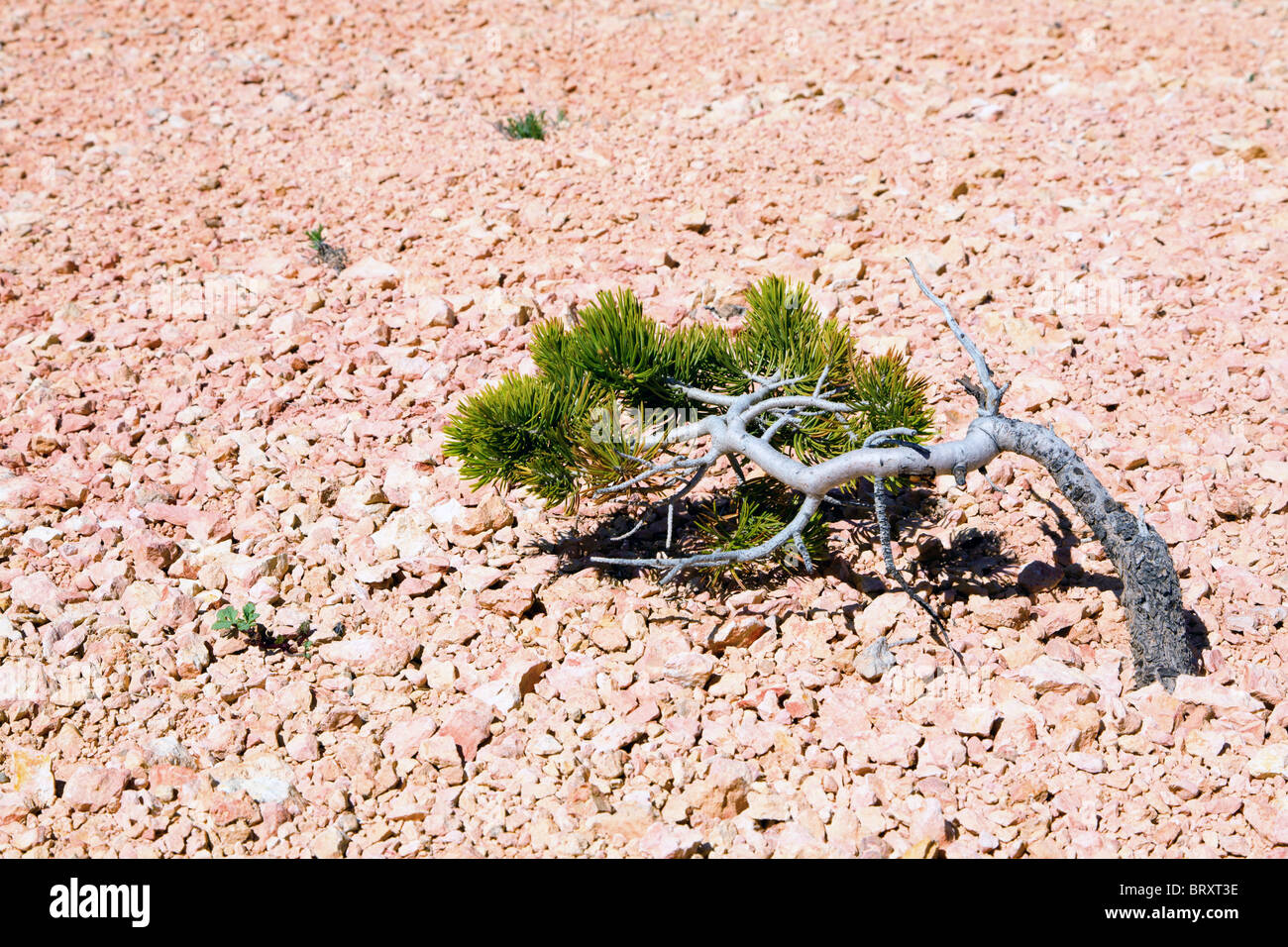 Tree perseverance survival hi-res stock photography and images - Alamy