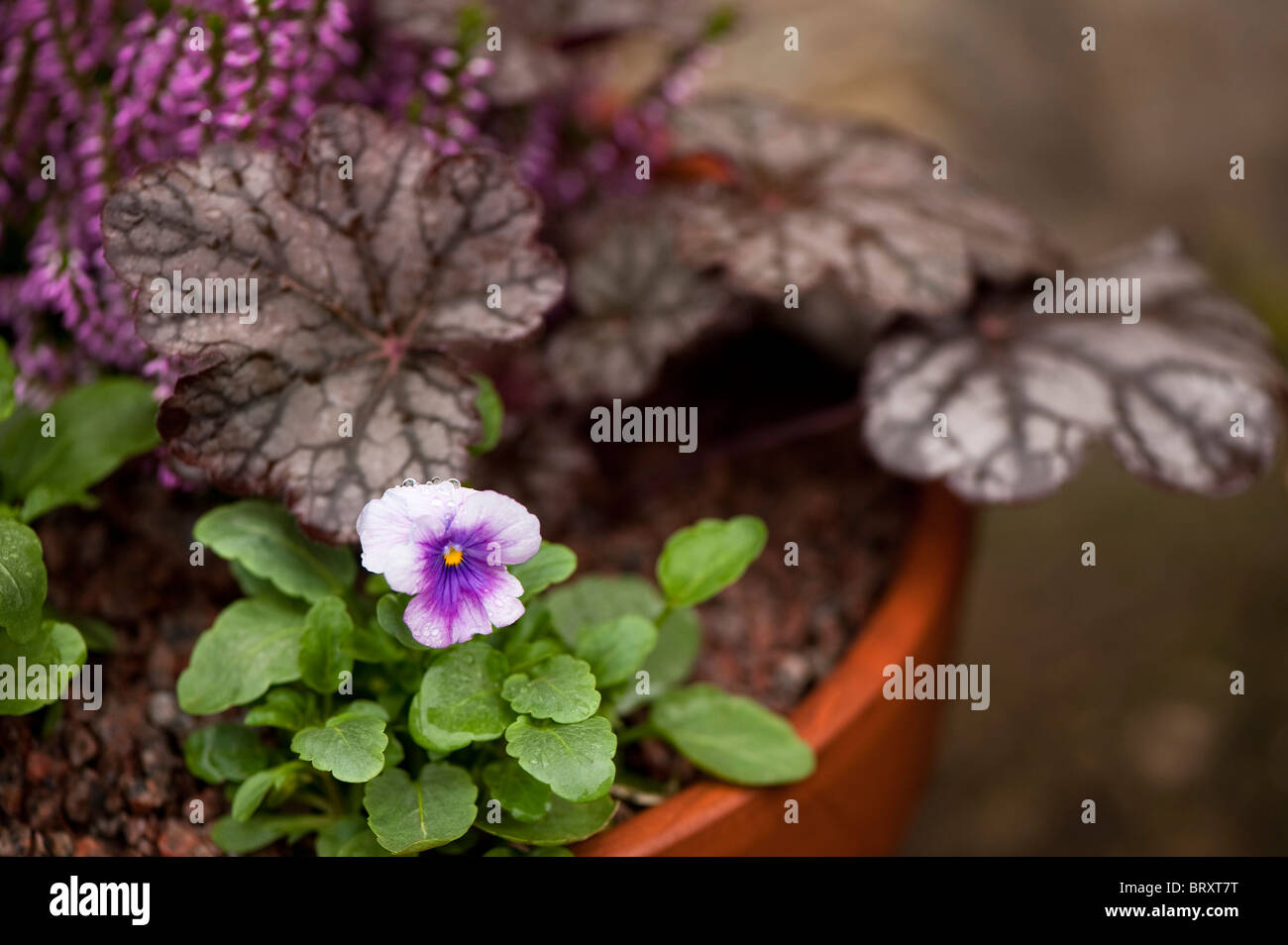 Viola F1 'Sorbet Blueberry Cream' and Heuchera 'Plum Pudding' growing ...