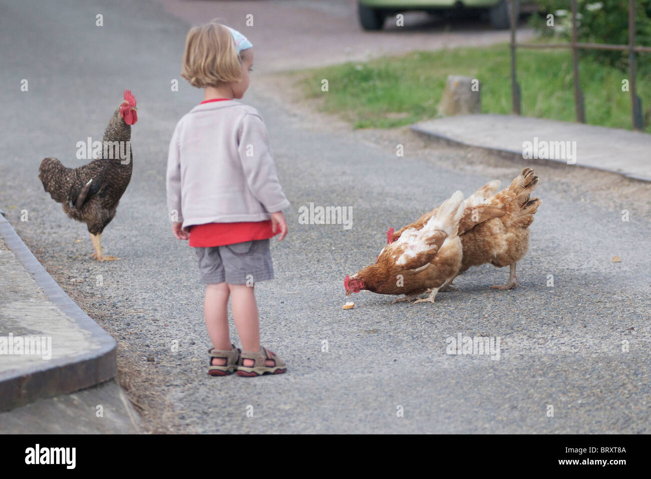 LITTLE GIRL PLAYING WITH HENS, SOMME (80), PICARDY, FRANCE Stock Photo ...