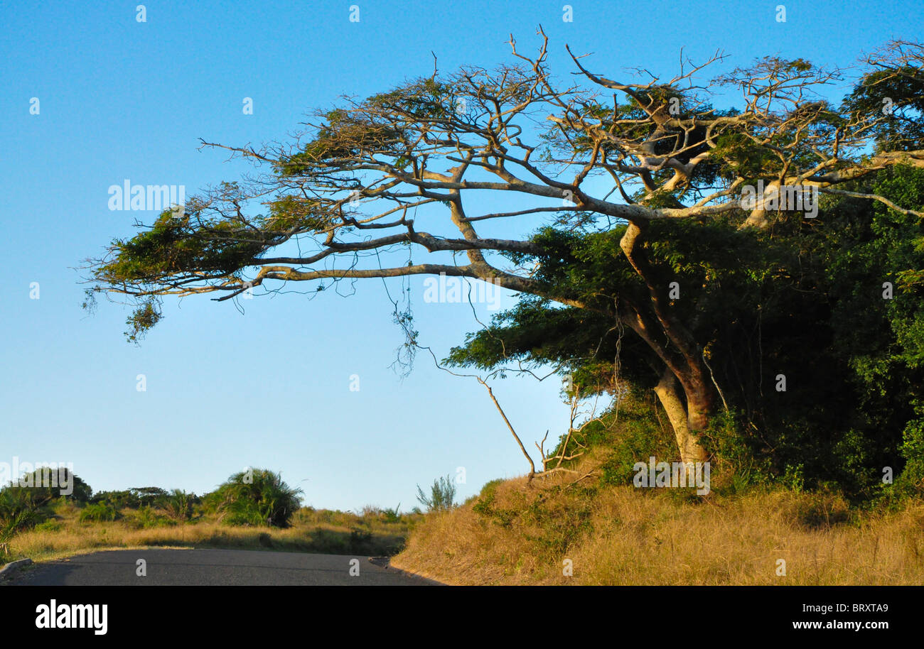 African tree overhanging road with blue sky Stock Photo - Alamy