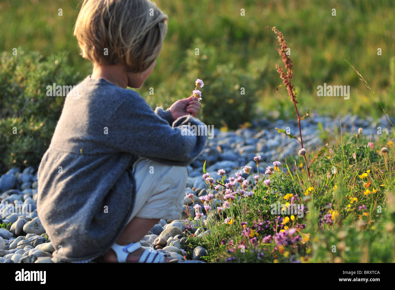 LITTLE GIRL GATHERING FLOWERS, SOMME (80), PICARDY, FRANCE Stock Photo ...