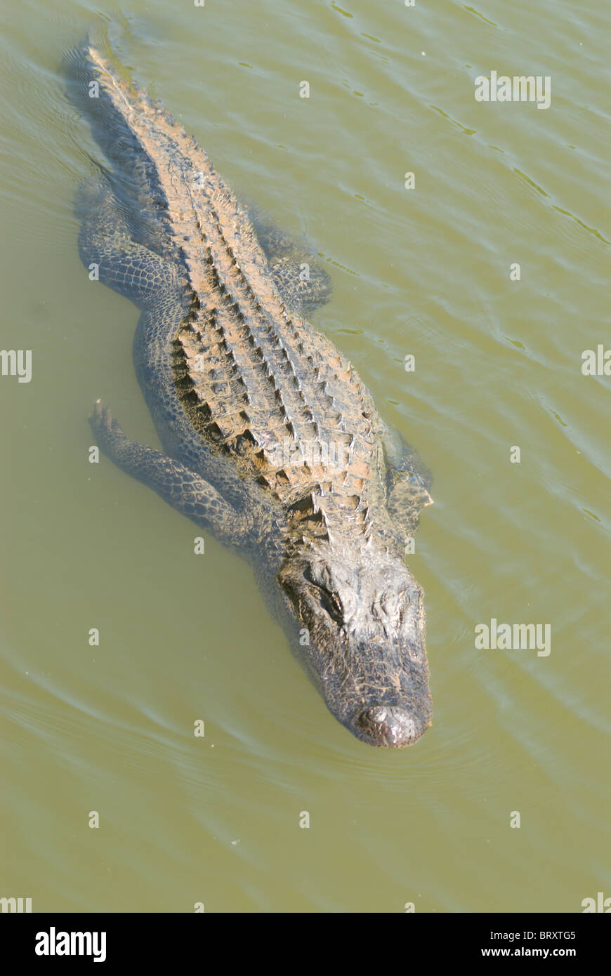 Alligator brazos bend state park hi-res stock photography and images ...