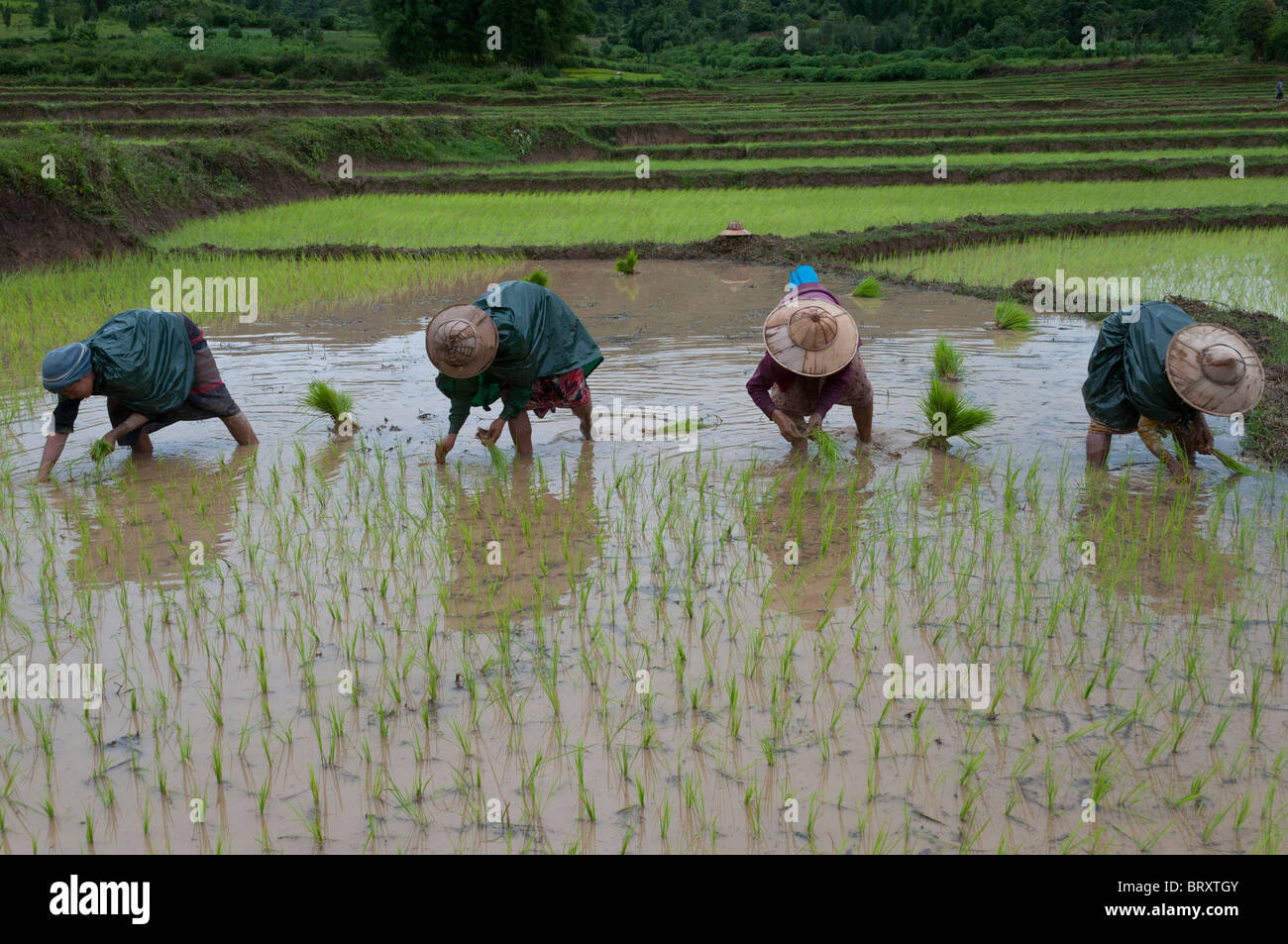 women farmer planting rice shoots in flooded rice paddy. shan Hills ...