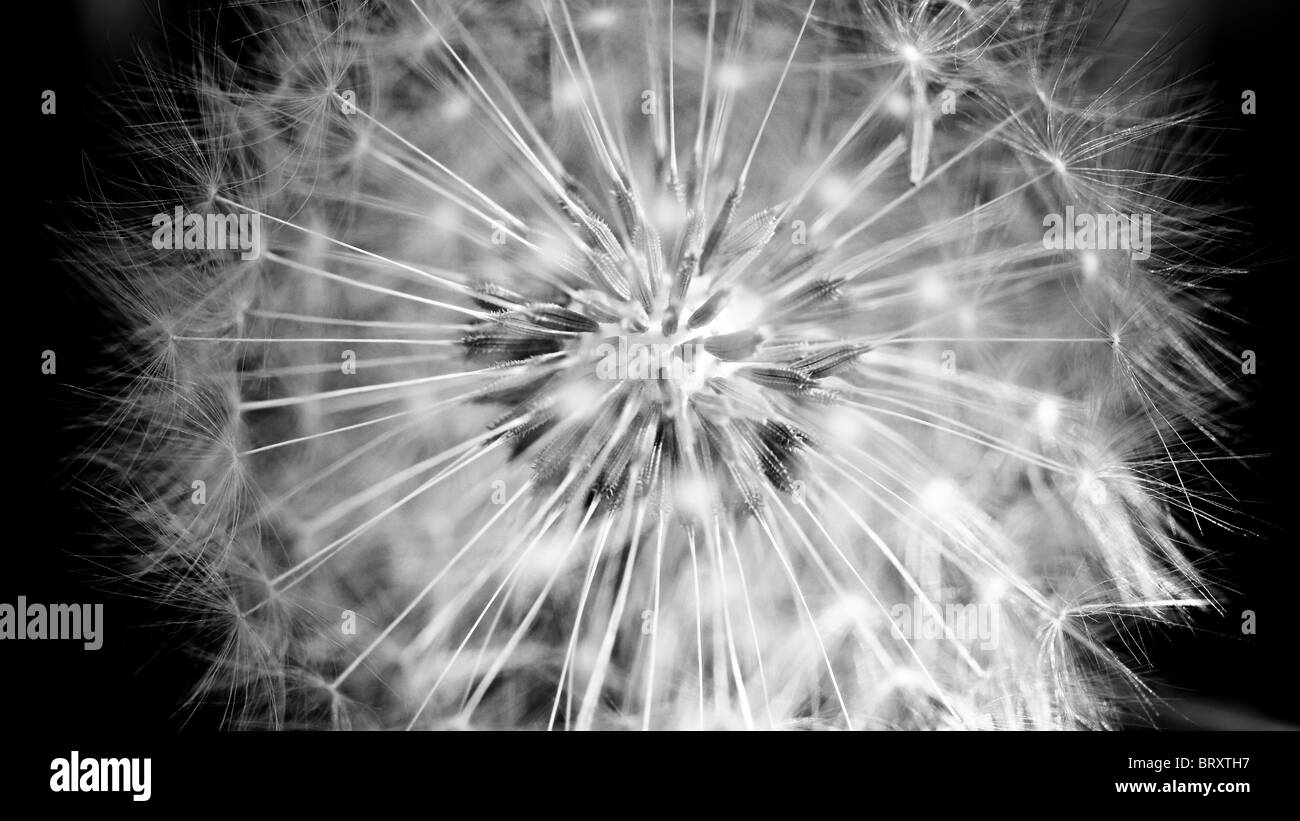 Seedhead detail Black and White Stock Photos & Images - Alamy