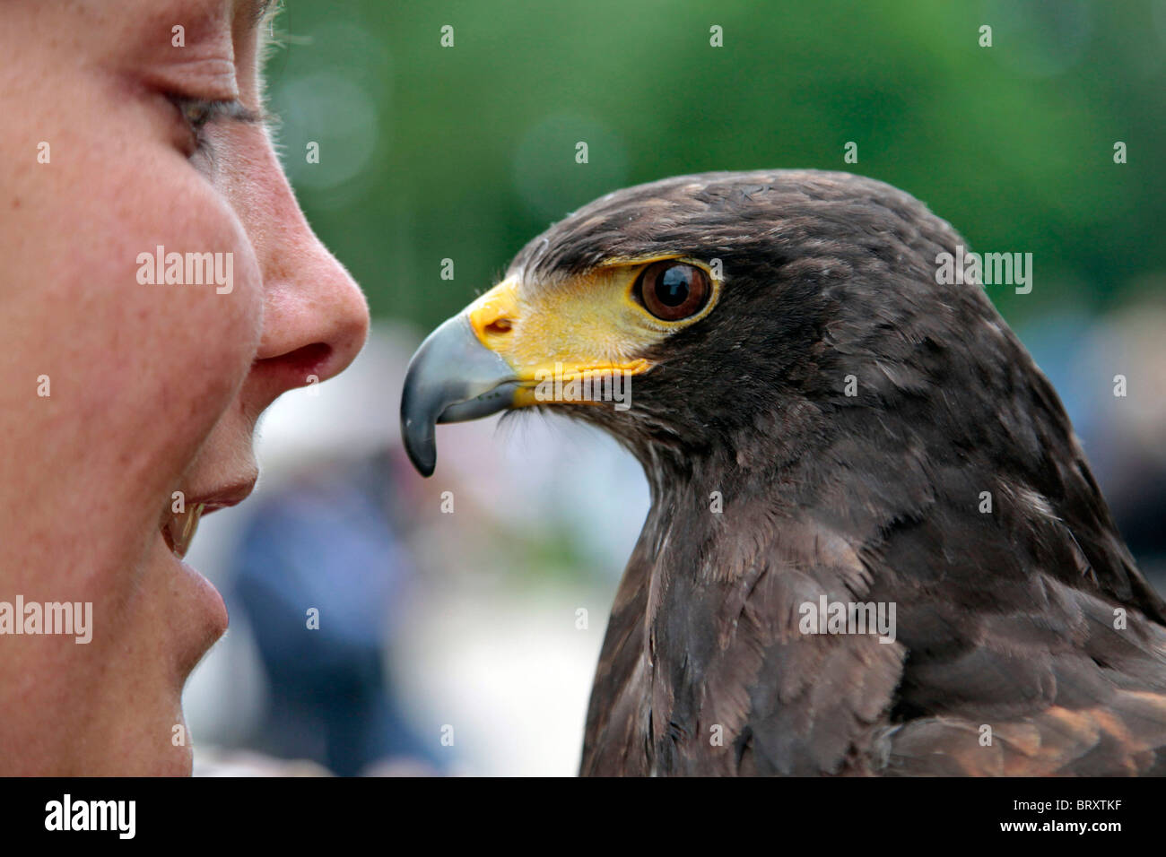 HARRIS' HAWK, FALCONRY, BIRDS, PREY SHOW Stock Photo: 31937571 - Alamy