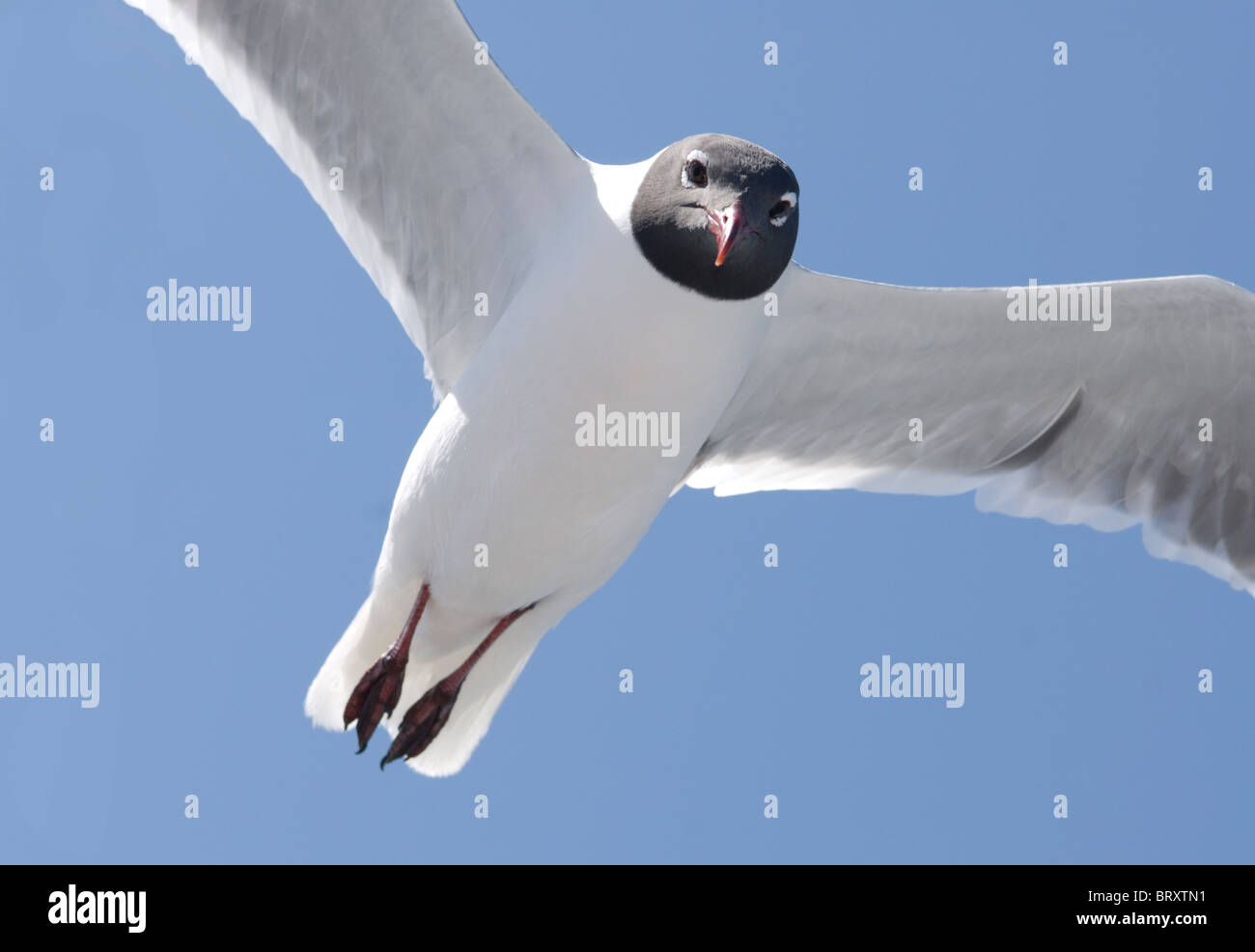 Black-headed seagull, Chroicocephalus ridibundus, Galveston, Texas USA ...