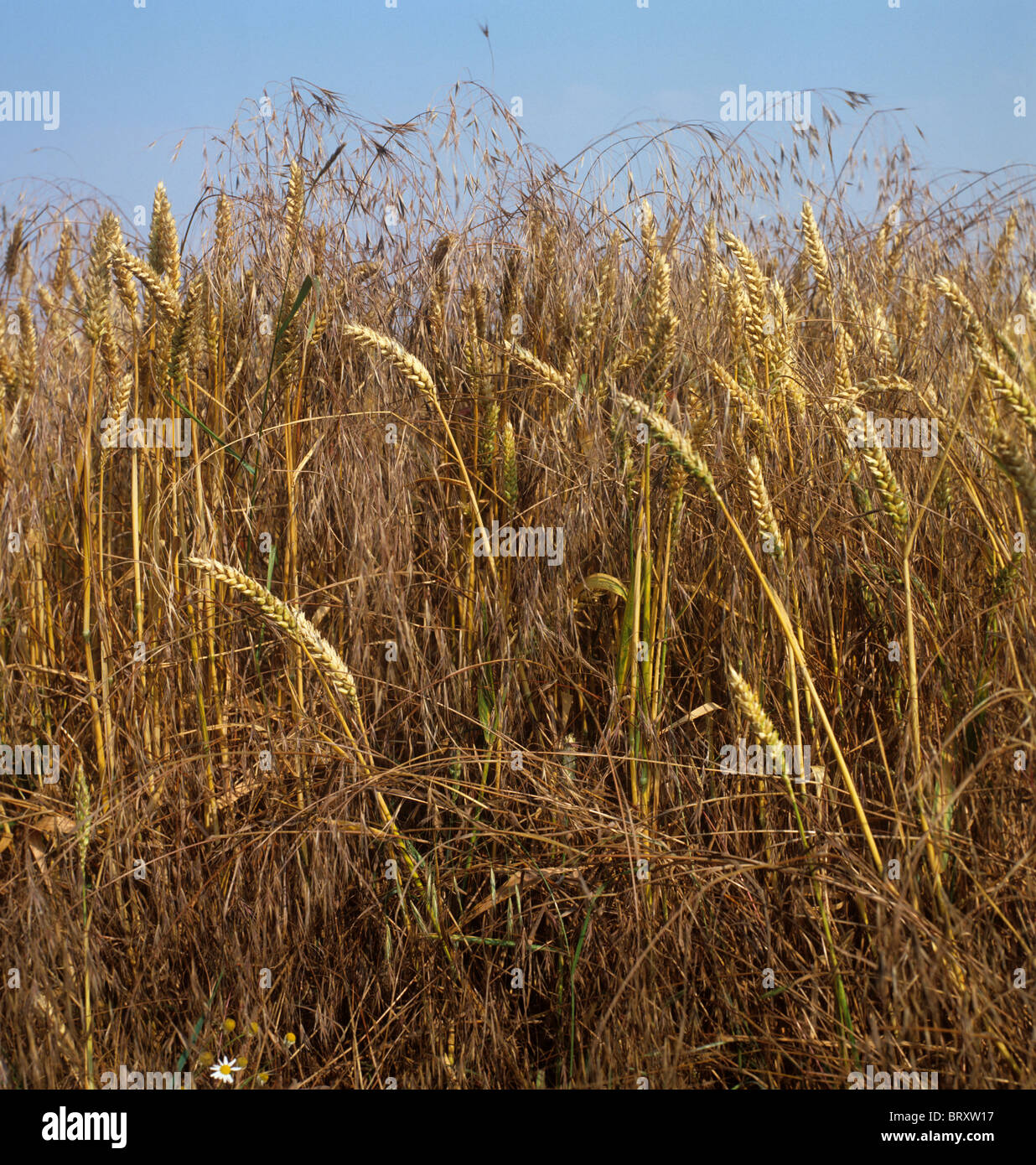 Sterile brome (Bromus sterilis) seeding in wheat crop in ripe ear Stock ...