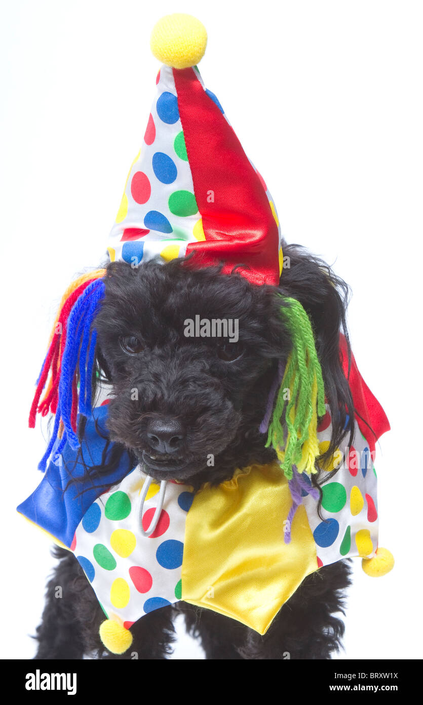 Dog clown hi-res stock photography and images - Alamy