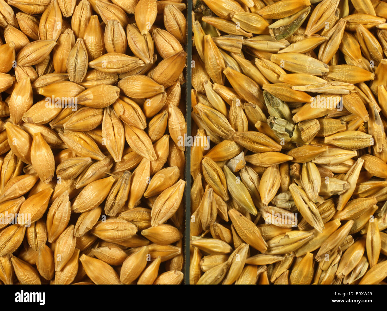 Healthy barley grain compared to shrivelled grain from a diseased crop ...