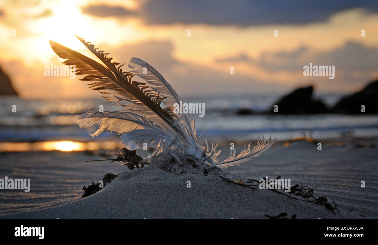 Feathers on a sandy sunset beach Stock Photo - Alamy