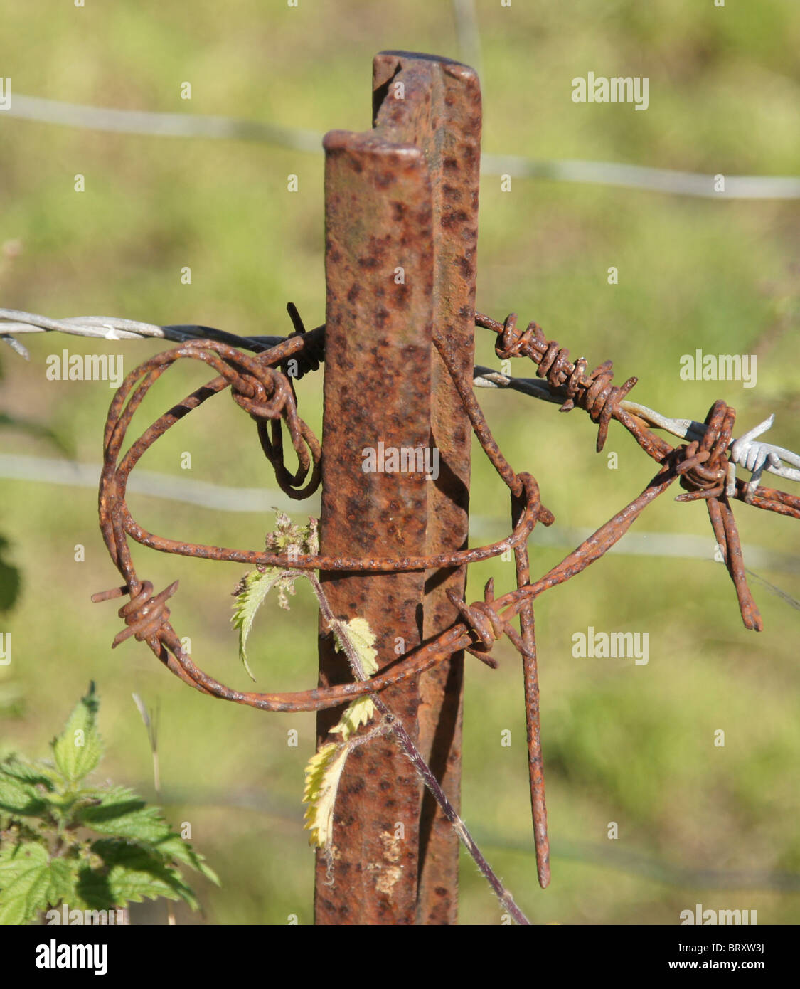 Barbed razor wire on fence hi-res stock photography and images - Alamy