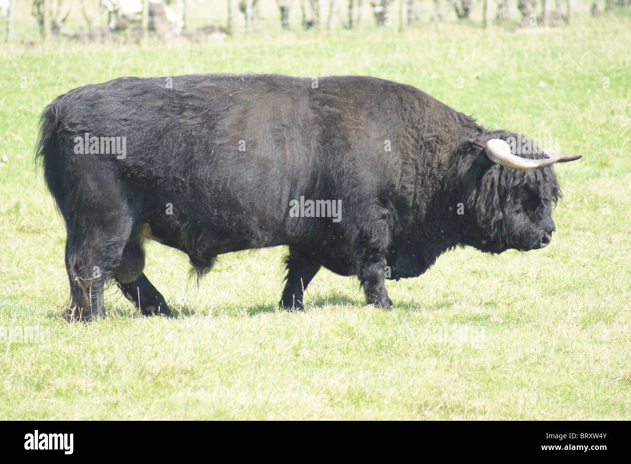 Gentle Giant - Shamus the bull Stock Photo - Alamy