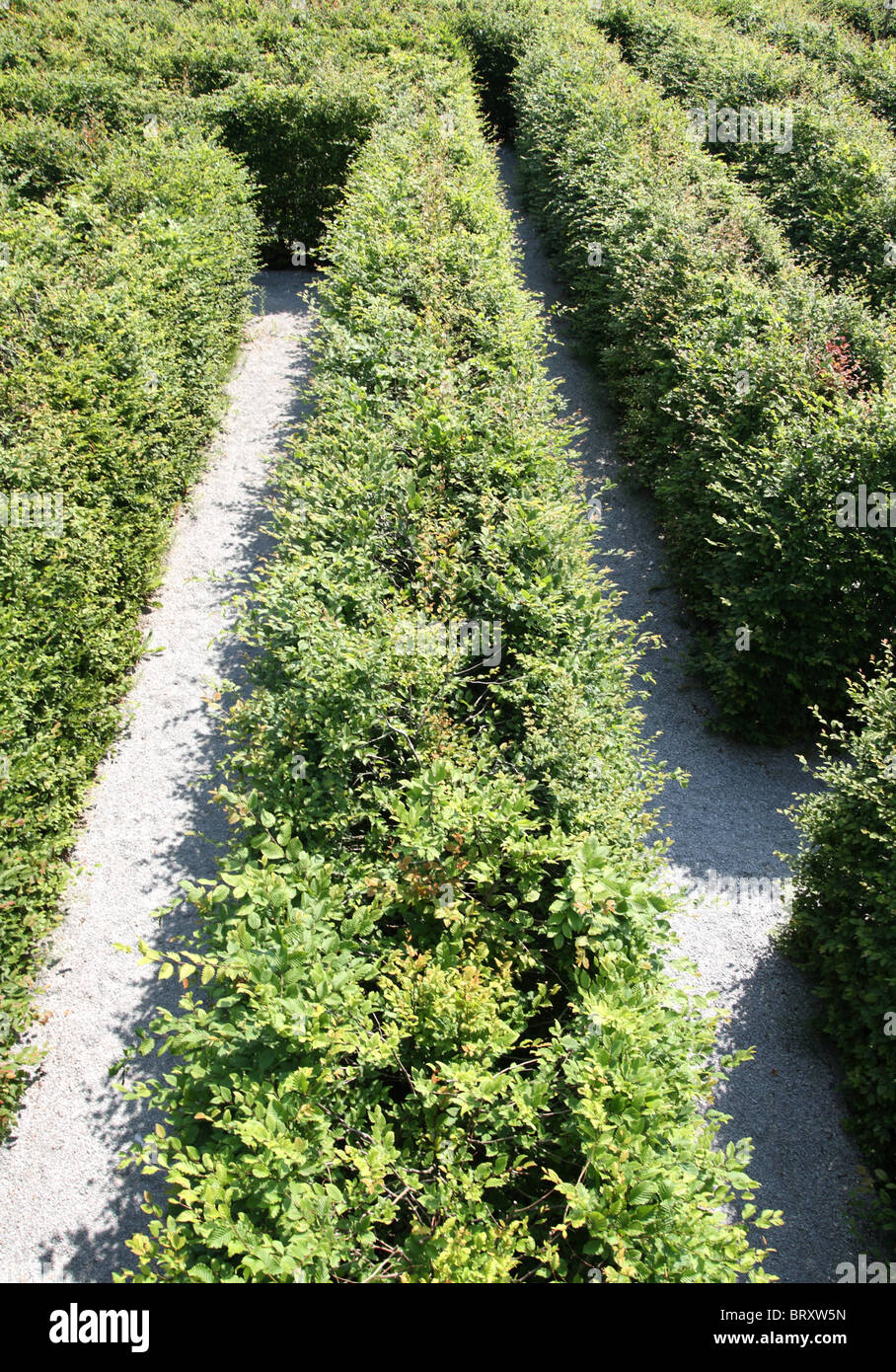 Green maze - labyrinth made from green bushes Stock Photo - Alamy