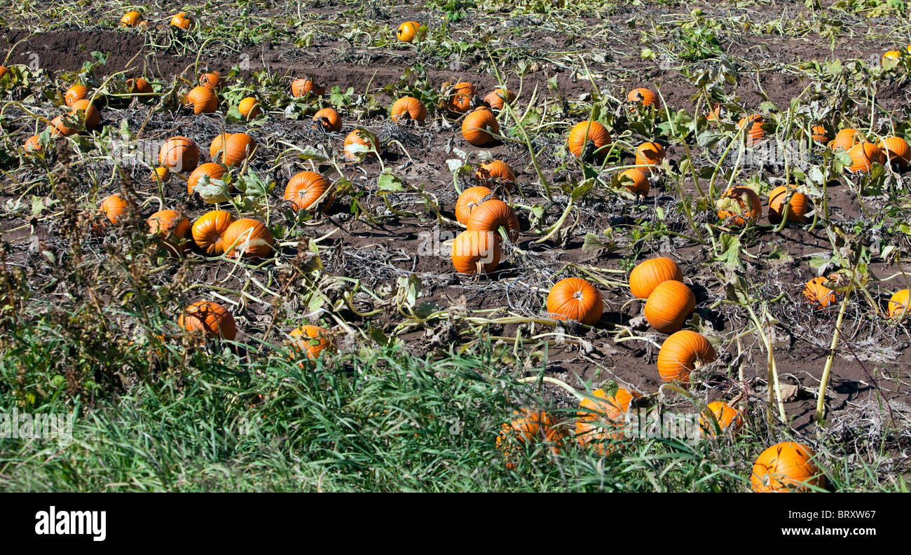 Pumpkin patch. Pumpkins on the vine ripening in a farm field Stock ...