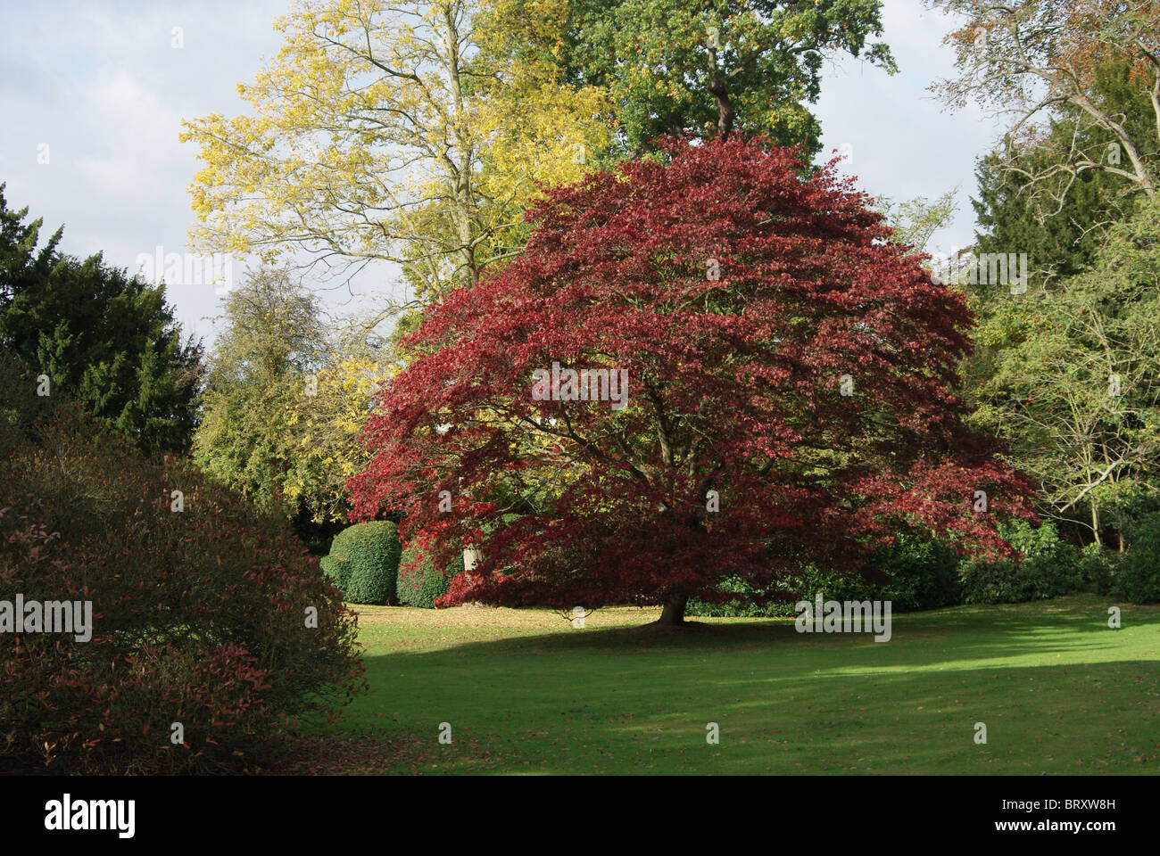 Colourful Autumn trees in the Swiss Garden, Shuttleworth Estate, Old ...