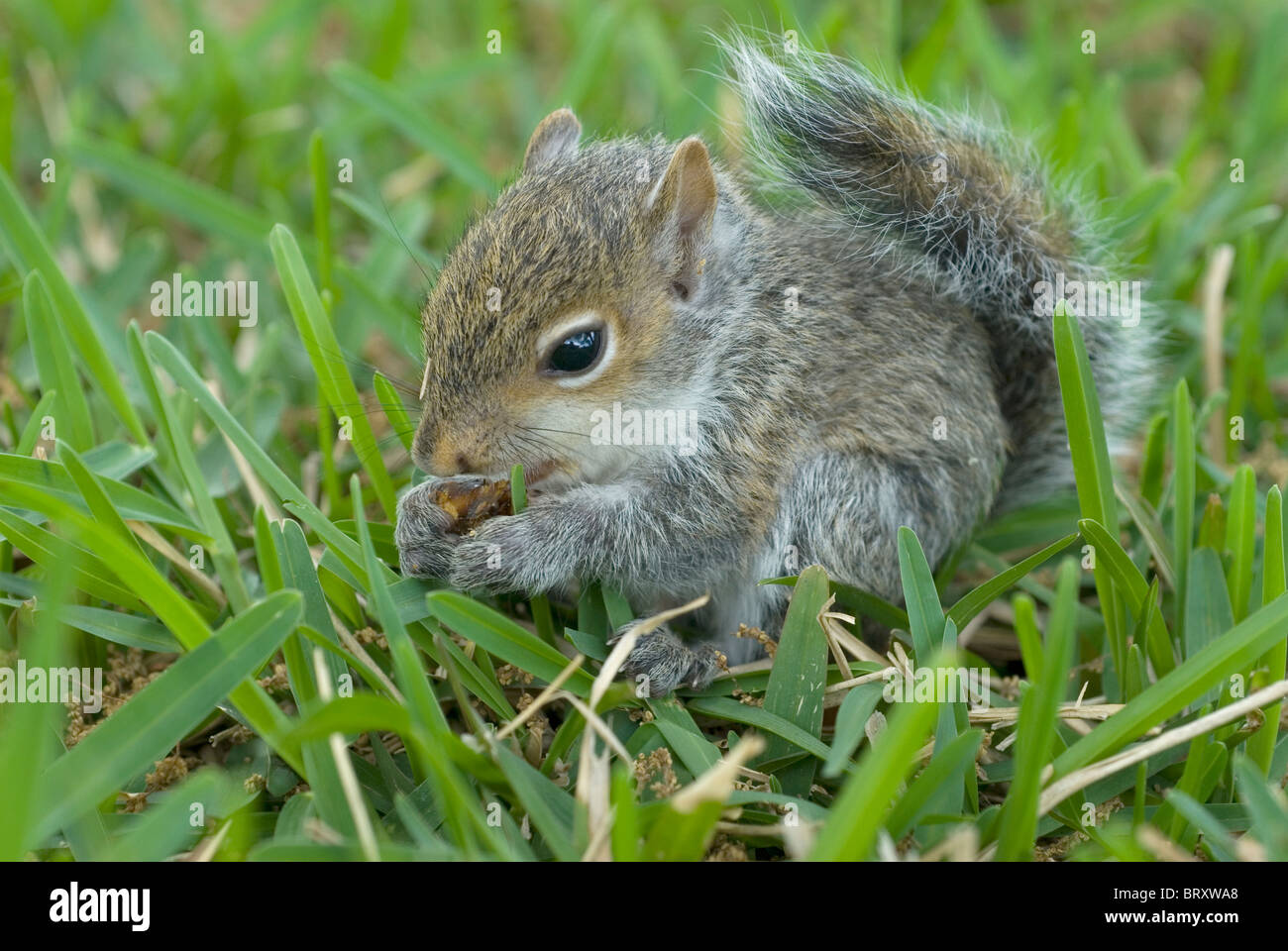 Houston gray hi-res stock photography and images - Alamy