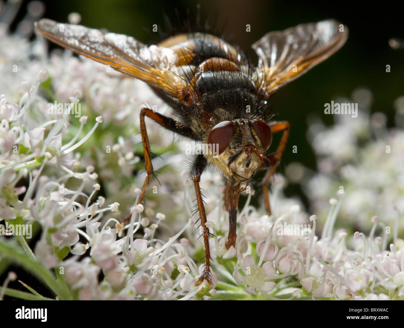 Tachina Stock Photos & Tachina Stock Images - Alamy