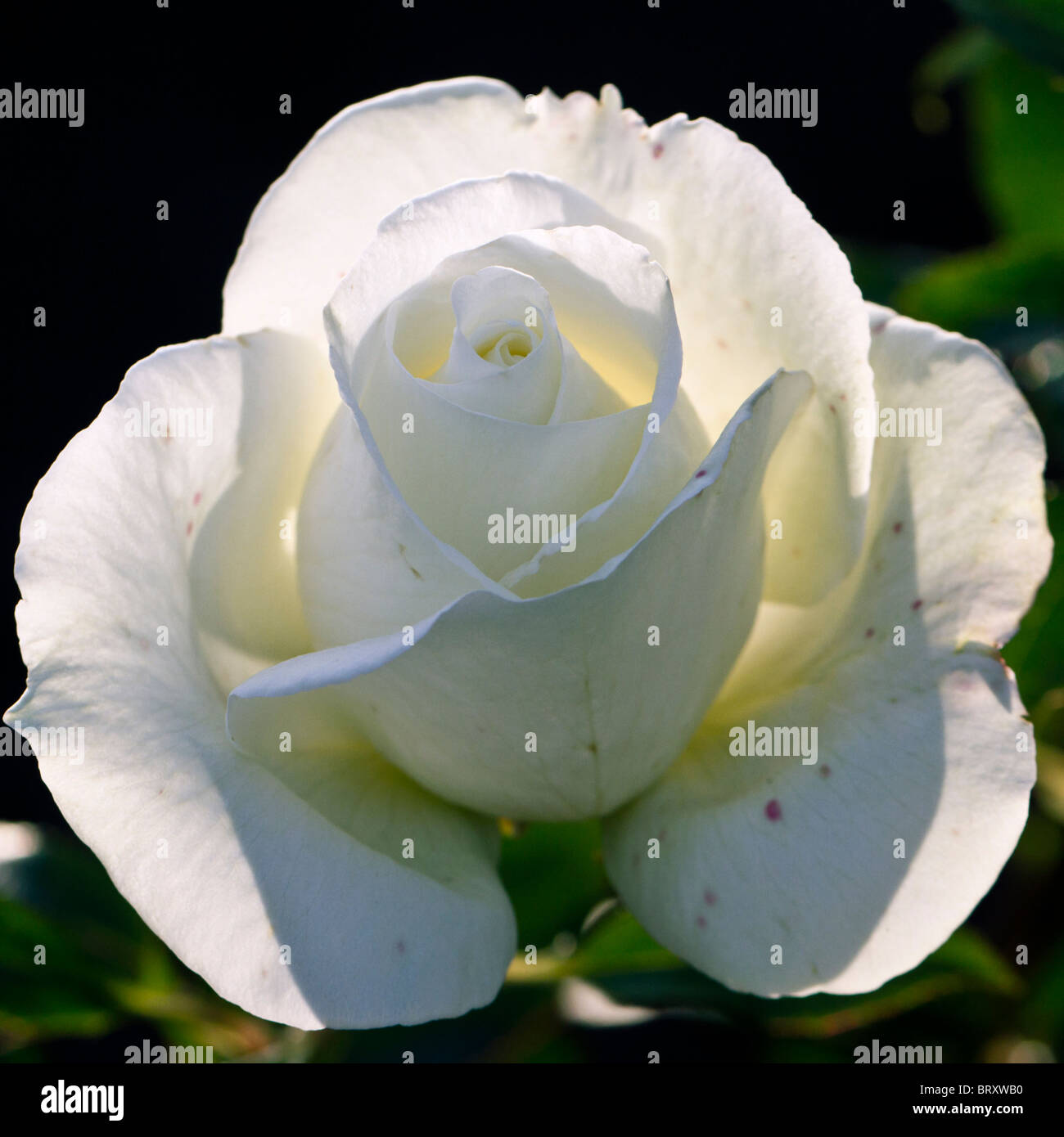 Iceberg rose hi-res stock photography and images - Alamy