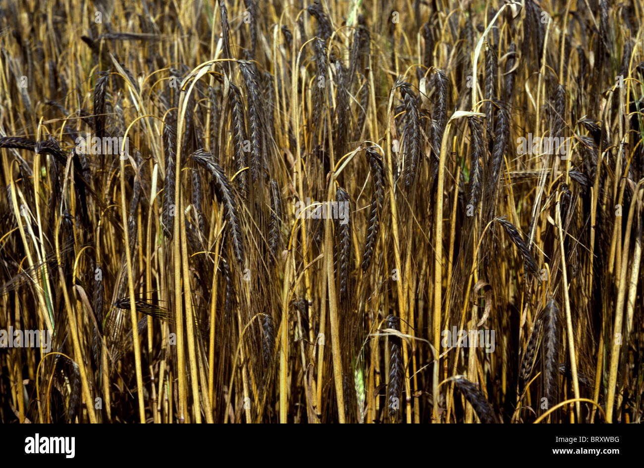 Black barley Ethiopian variety now used in various culinary processes ...