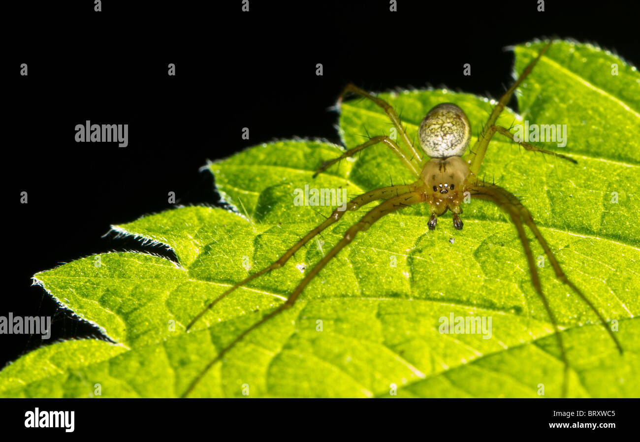 Theridion High Resolution Stock Photography and Images - Alamy